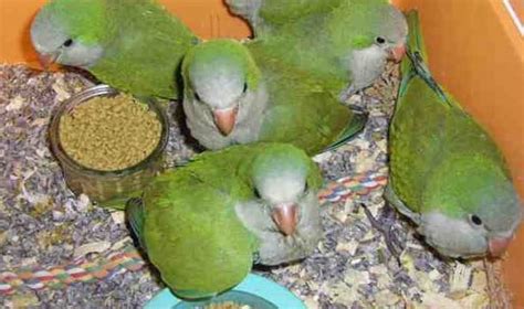 Weaning For Success Quaker Parrot Nutrition Hagen Avicultural