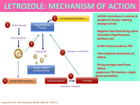 Update On Letrozole Current Guidelines For Ovulation Induction Dr