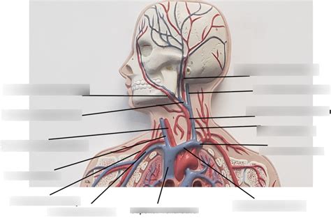 Major Neck And Thoracic Vessels Arteries And Veins Diagram Quizlet