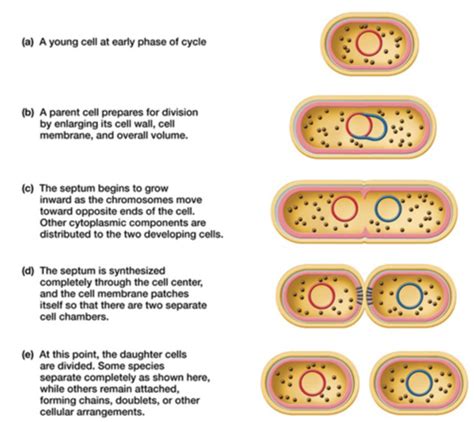 Biol 351 Exam 2 Paredes Flashcards Quizlet