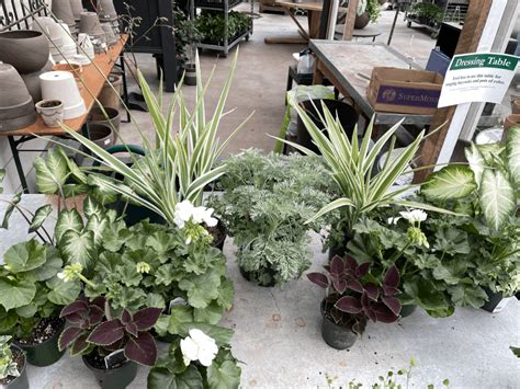 How To Plant Window Boxes The Coastal Oak