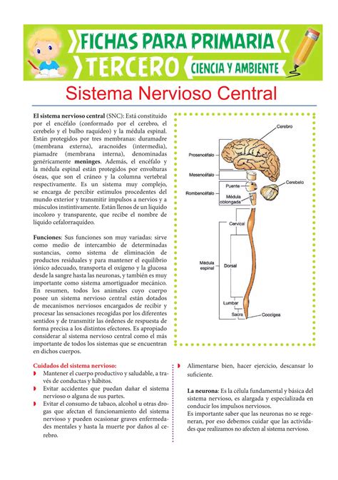 Funciones Del Sistema Nervioso Central Para Tercero De Primaria Pdf