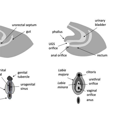Cross Sections Through The Cervix Of An Opossum Monodelphis Domestica
