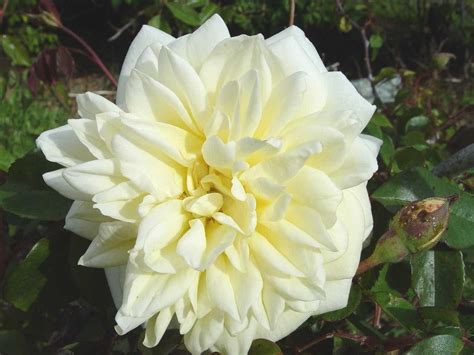 Cloth Of Gold Ross Roses