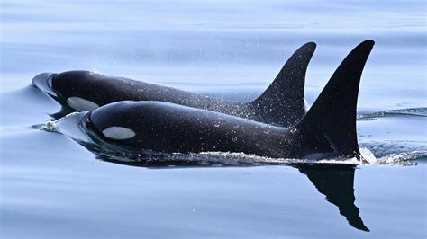 Killer Whales Make Seaweed Tools To Scratch Each Others Backs Study