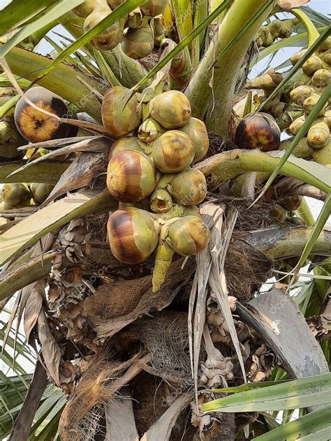 Frutos De Palma Toddy Borassus Flabellifer Doub Palm Palmyra Palm