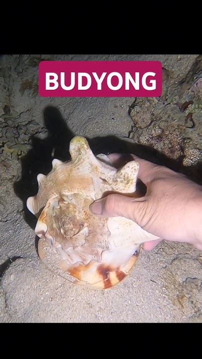 Budyong Nightspearfishingphilippines Youtube