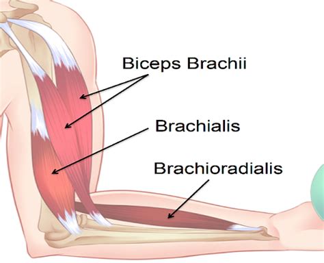 Brachialis And Brachioradialis