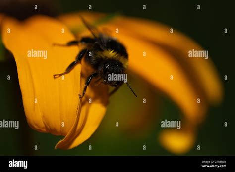 Close Up Of A Small Bumble Bee Sitting On The Yellow Petal Of A