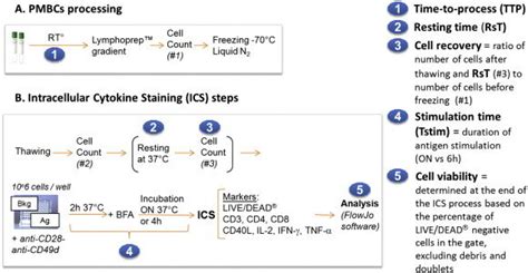 Pbmc Processing A Ics Steps And Investigated Parameters B Download Scientific Diagram