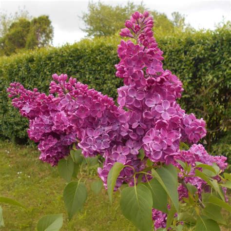 Lilas Commun Syringa Vulgaris Znamya Lenina Pot De 4l5l Gamm Vert