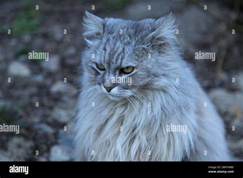 Lion Colour Cat