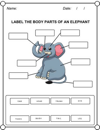 Elephant Body Parts Worksheet Labeling Activity Coloring Page Word