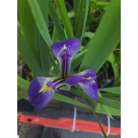 Blue Flag Iris Iris Virginica Live Plant Gallon Pot Fun Coast Plant