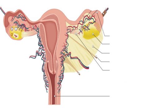 Female Reproductive System Pt 2 Diagram Quizlet