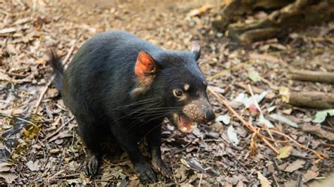 Meet Our New 3 Year Old Tassie Devil Wild Life Sydney Zoo