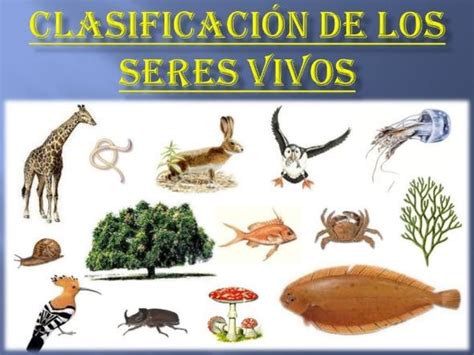 ¿cómo Se Clasifican Los Tipos De Seres Vivos Radiowelle Nrw