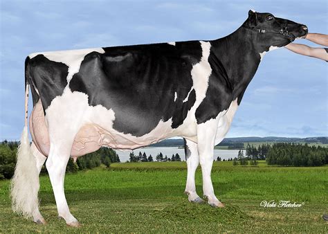 Holstein Friesians The Worlds Highest Production Dairy Cat