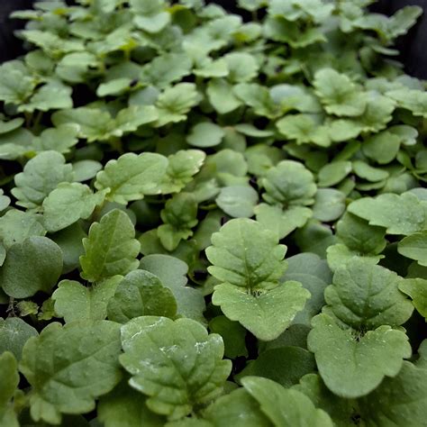 Micro Pousse De Mélisse