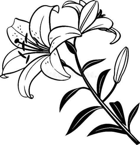 Elegant Giant Oriental Lily Black Stencil Clipart Design Stock Illustration Illustration Of