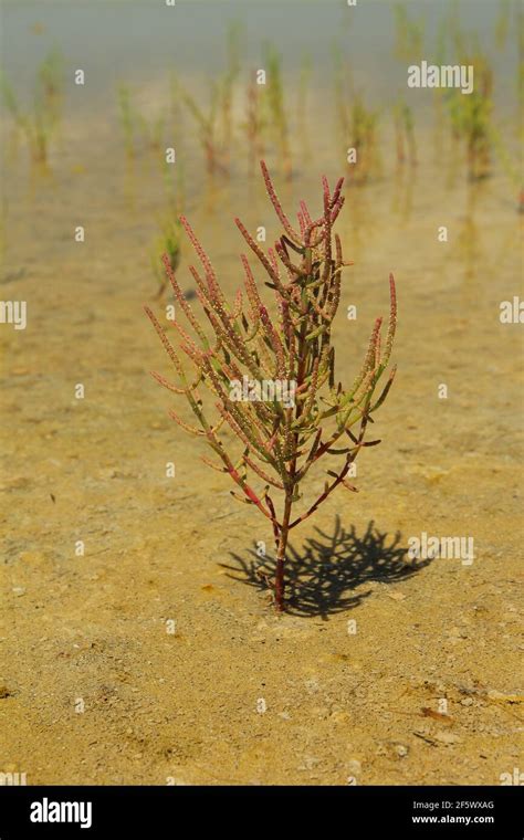 Salicornia Grass Growing In The Region Of Coastal Saline Marshes With
