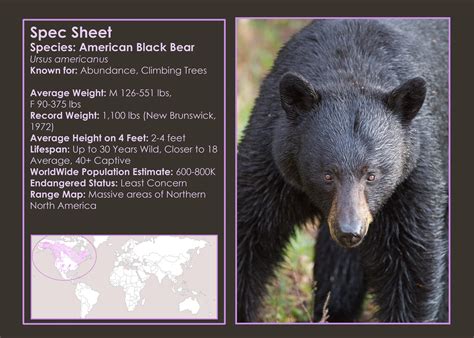 Typical Black Bear Weight
