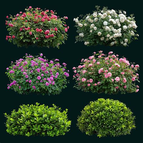 Flower Bush Design Element Set Free Photo Rawpixel