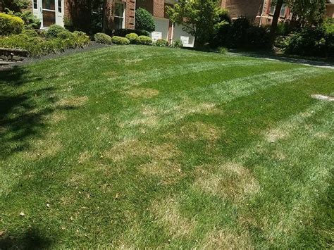 Lawn Fungus Identification Treatment And Prevention