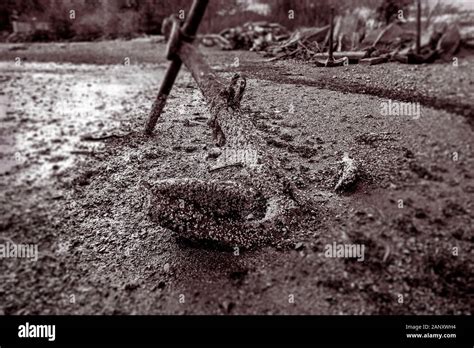 Old Rusty Anchor In The Anchor Graveyard In Jamestown Bay At Low Tide