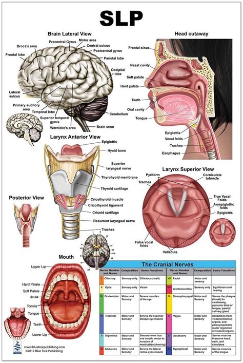 Ipa Palatogram 1 Page Of Tongue Palatal Consonants Chart Pdf Download