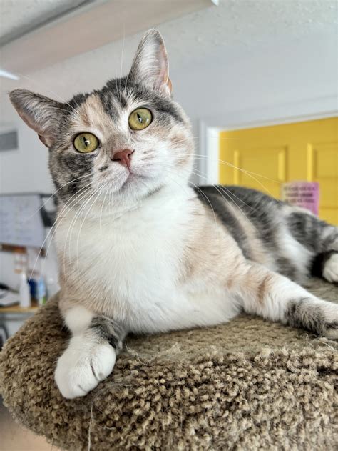 Penny Drumheller And District Humane Society