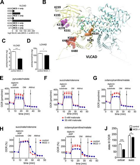 Lysine Malonylation Impacts Mitochondrial Function And Fatty Acid