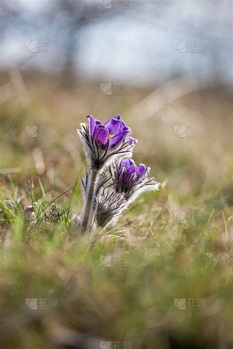 春花野生草白头翁精挑细选，复制空间