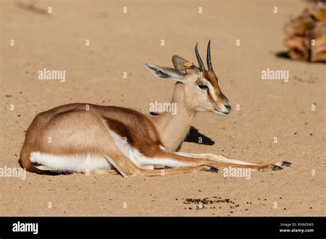 Zoo di Barcellona: sahariani gazzella Dorcas (Gazella dorcas OSIRIDE ...