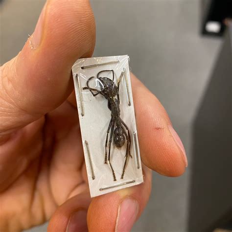 Bullet Ant Size Comparison