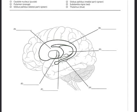 Solved Caudate Nucleus Putamen Globus Pallidus Lateral