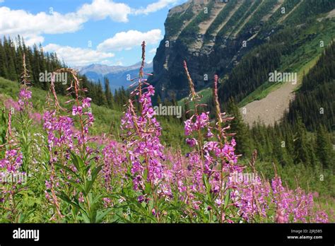 Pink Wildflowers At Banff National Park In The Summer Featuring