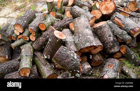 Deforestation Timber Stock Videos And Footage Hd And 4k Video Clips Alamy