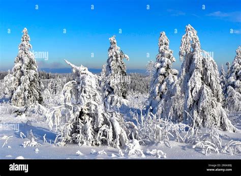 Black Forest In Winter Spruce Forest Black Forest High Road Snowy