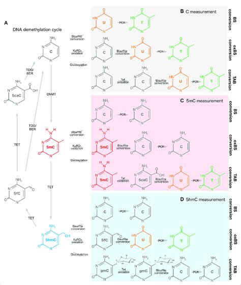 Measurement Of Dna Methylation And Hydroxymethylation A Dna Download Scientific Diagram