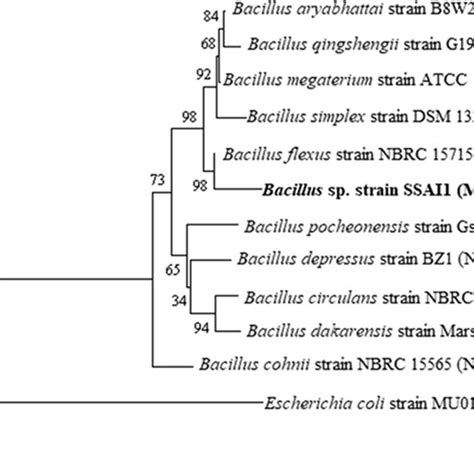 Phylogenetic Tree Of 16s Rrna Gene Sequence Of Bacillus Flexus Strain