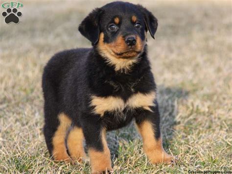 Rottweiler Pomeriaan Mix Rottweiler Pomeranian Mix 2025