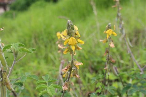 Crotalaria Incana L Plants Of The World Online Kew Science