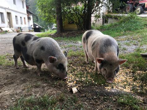 Mini Pujska Mini Pujska