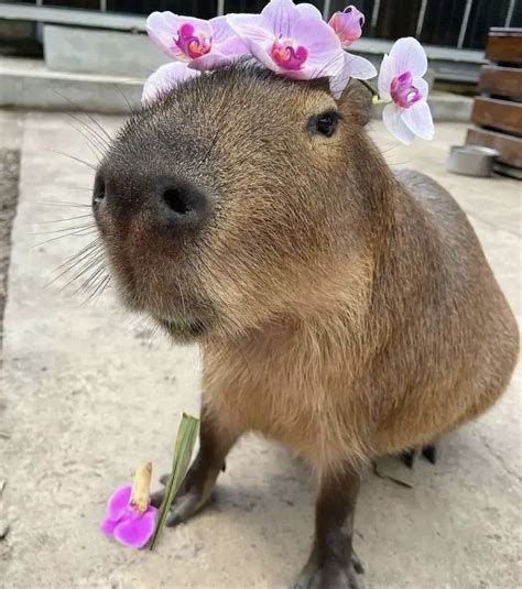 Cute Capybara Artofit