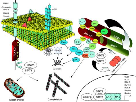 Alk And Its Signaling Transduction Pathways Mutated Alk R And Alk