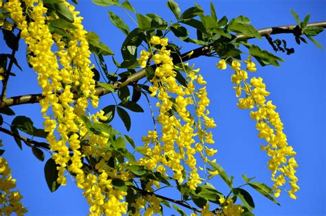 Gemeiner Goldregen Naturfotos Näher Hingeschaut