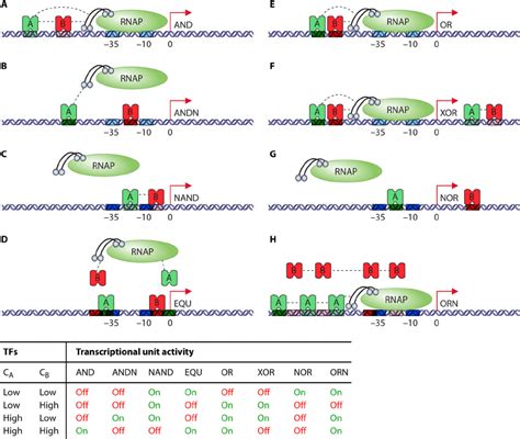 Boolean Logic Of Transcriptional Regulation Boolean Logic Gates Map
