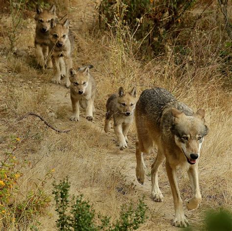A New Gray Wolf Pack Is Found 200 Miles South Of Californias Nearest Known Pack