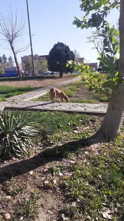 خنده دار سوسیسی Youtube